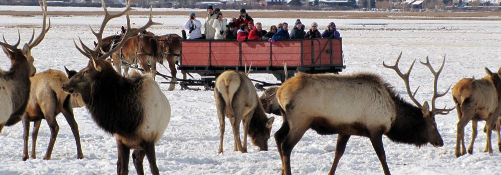 Elk Refuge Sleigh Rides | Jackson Hole Resort Lodging